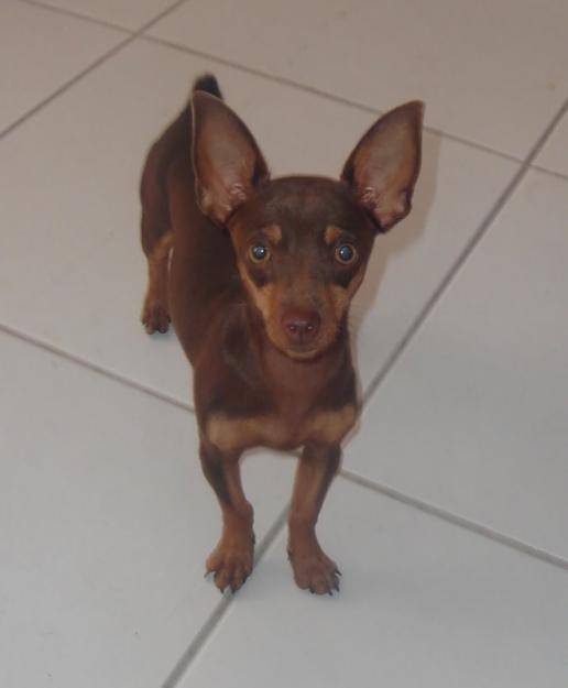 Pinscher | Tudo Sobre a Raça de Cachorro Pinscher