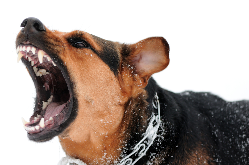 Raiva canina |Tudo Sobre a Raiva Canina